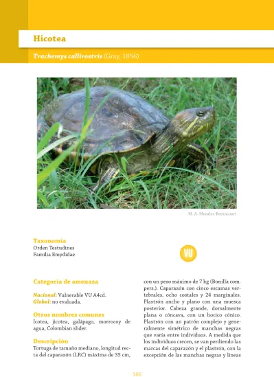 Hicotea. Trachemys callirostris (Gray, 1856) Taxonomía Orden Testudines ...
