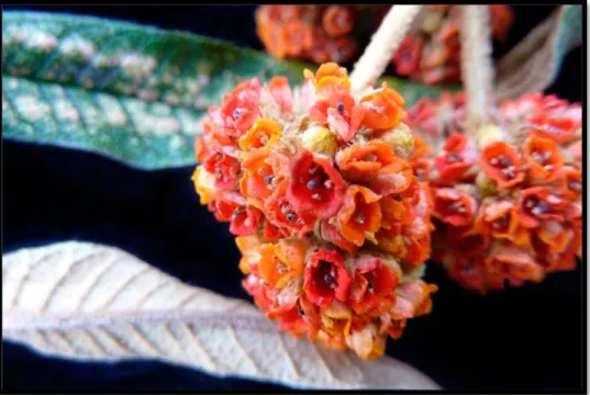 Obtención y caracterización del colorante natural a partir de ...
