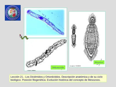 Lección 21.- Los Diciémidos y Ortonéctidos. Descripción anatómica y de ...