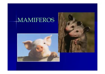 Los Mamiferos pertenecen a la Clase Mamíferos (L. mamma: teta ...
