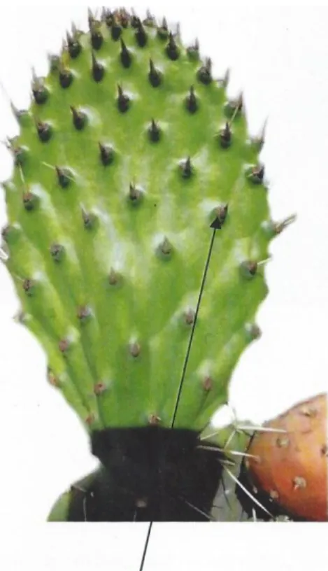 Morfología de tuna (Opuntia ficus indica Mill )