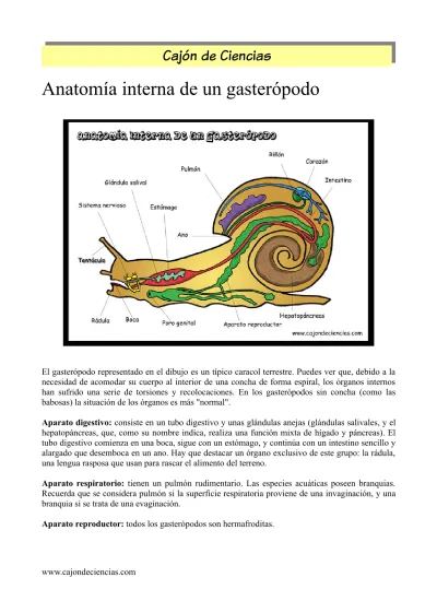 Anatomía interna de un gasterópodo