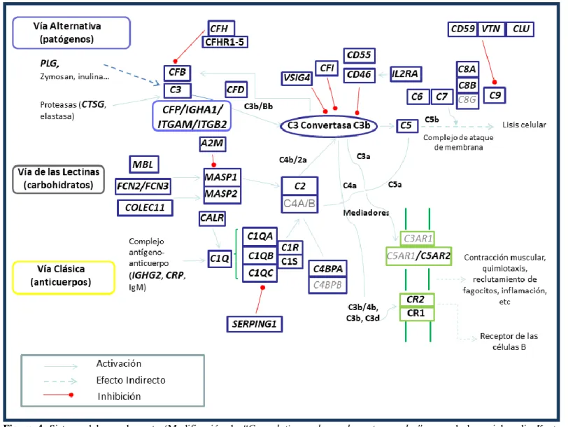 Fisiología del complemento - Papel del sistema de complemento en el RMA