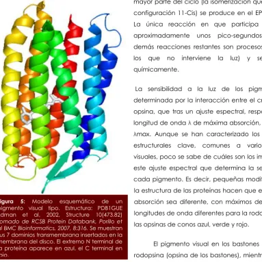 Epitelio pigmentario de la retina. - El Sistema Visual.