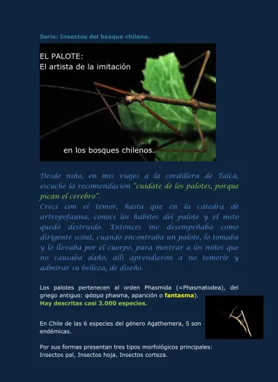 Los palotes pertenecen al orden Phasmida (=Phasmatodea), del griego ...