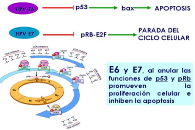 Estructura genómica - VIRUS DEL PAPILOMA HUMANO