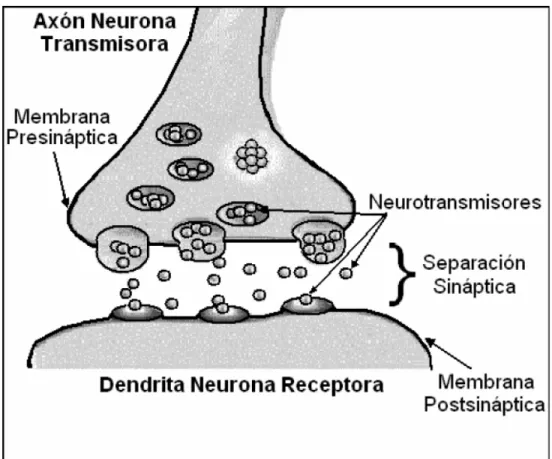 Neurona biol´ ogica - M´ etodos Directos para Calcular la Matriz ...