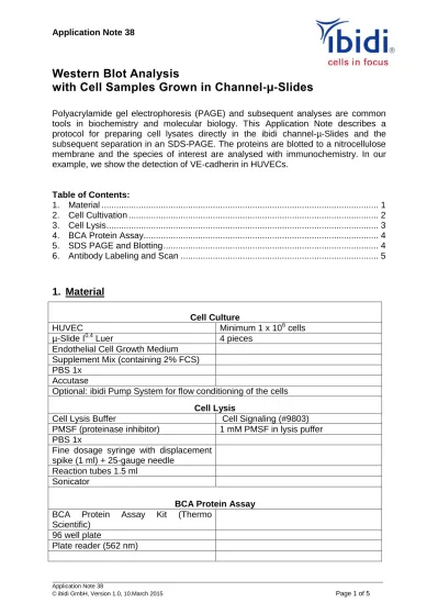 Western Blot Analysis with Cell Samples Grown in Channel-µ-Slides