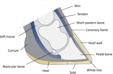 Limb health in pigs : the prevalence and risk factors for lameness ...